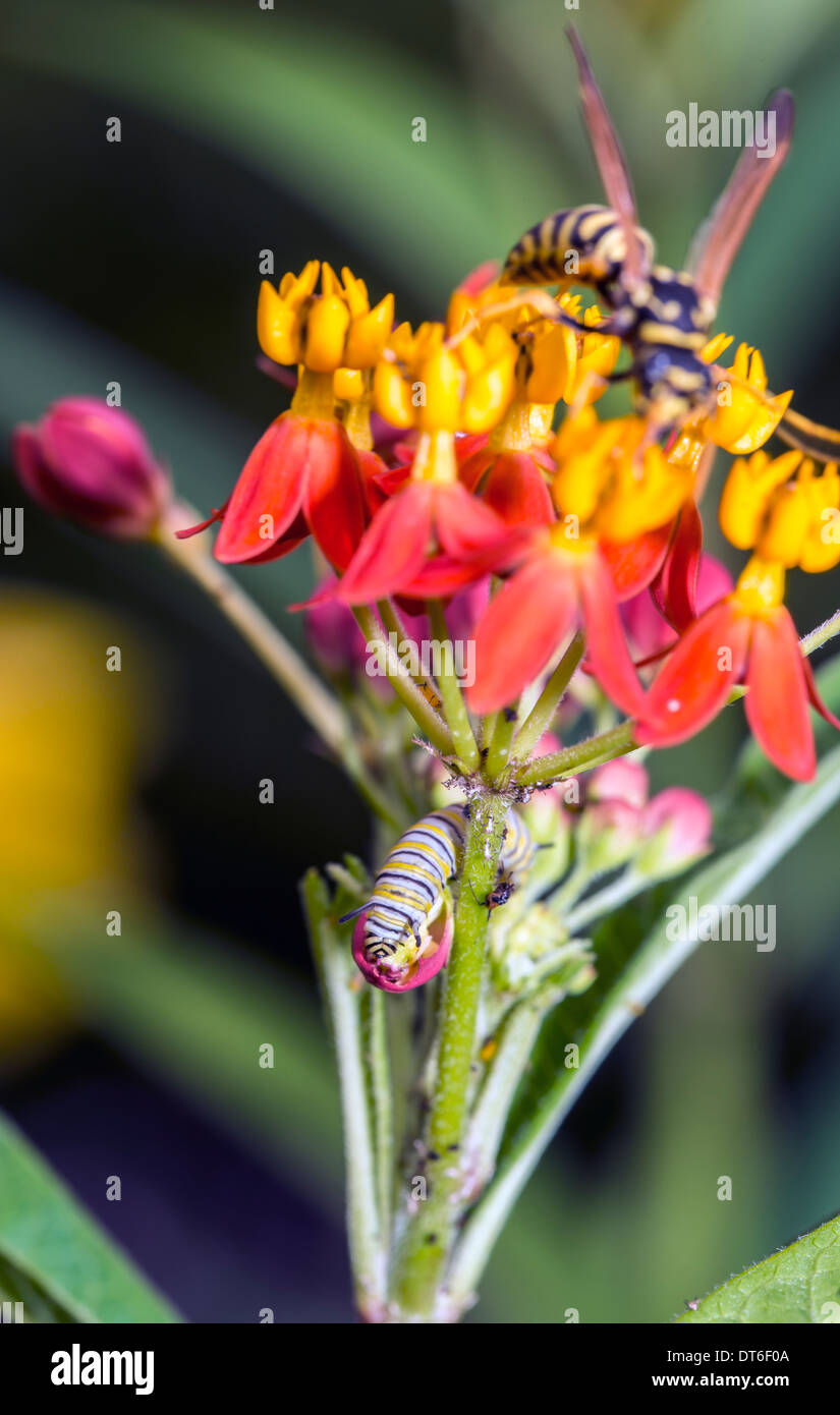 Asclepias curassavica, commonly called Mexican Butterfly Weed, Blood ...