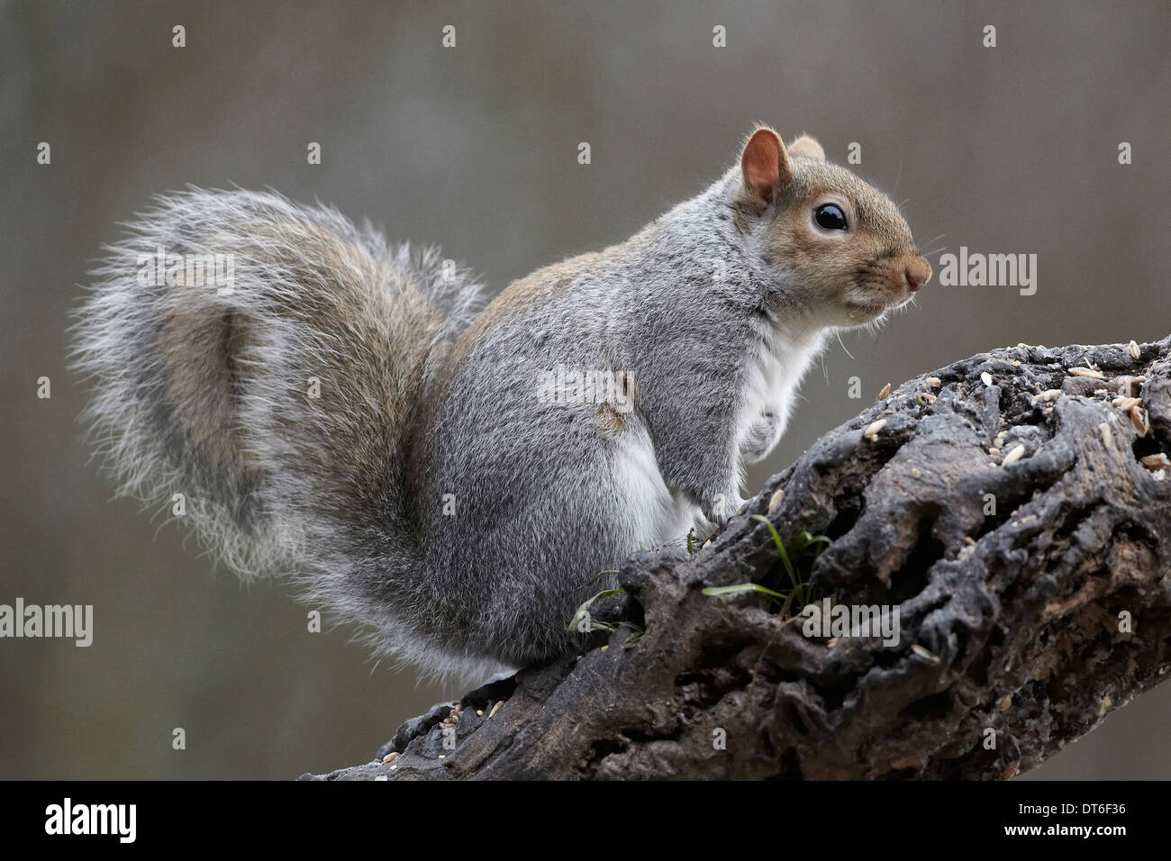 Grey squirrel uk wild hi-res stock photography and images - Alamy