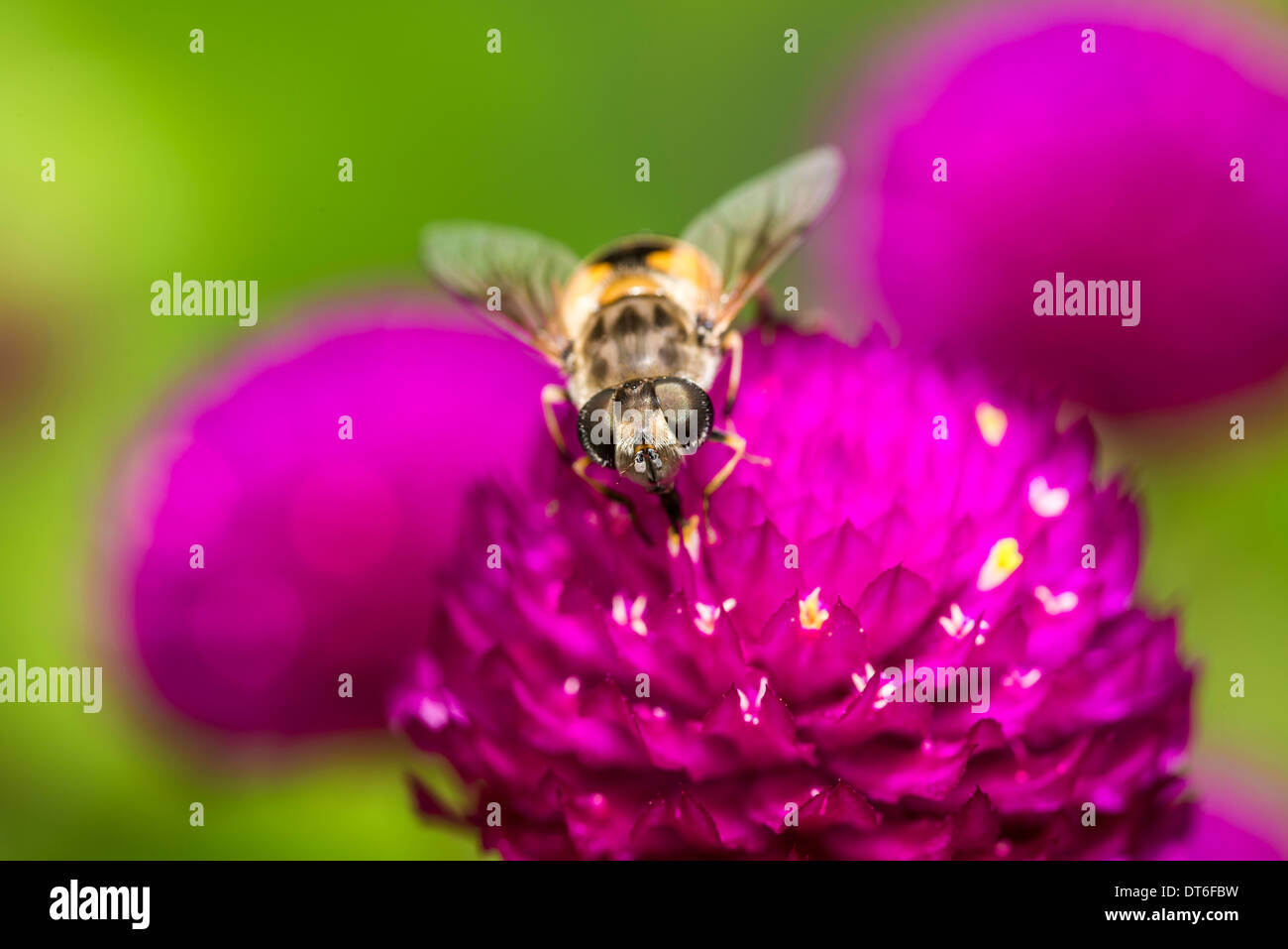 Hoverflies, sometimes called flower flies or syrphid flies, make up the ...