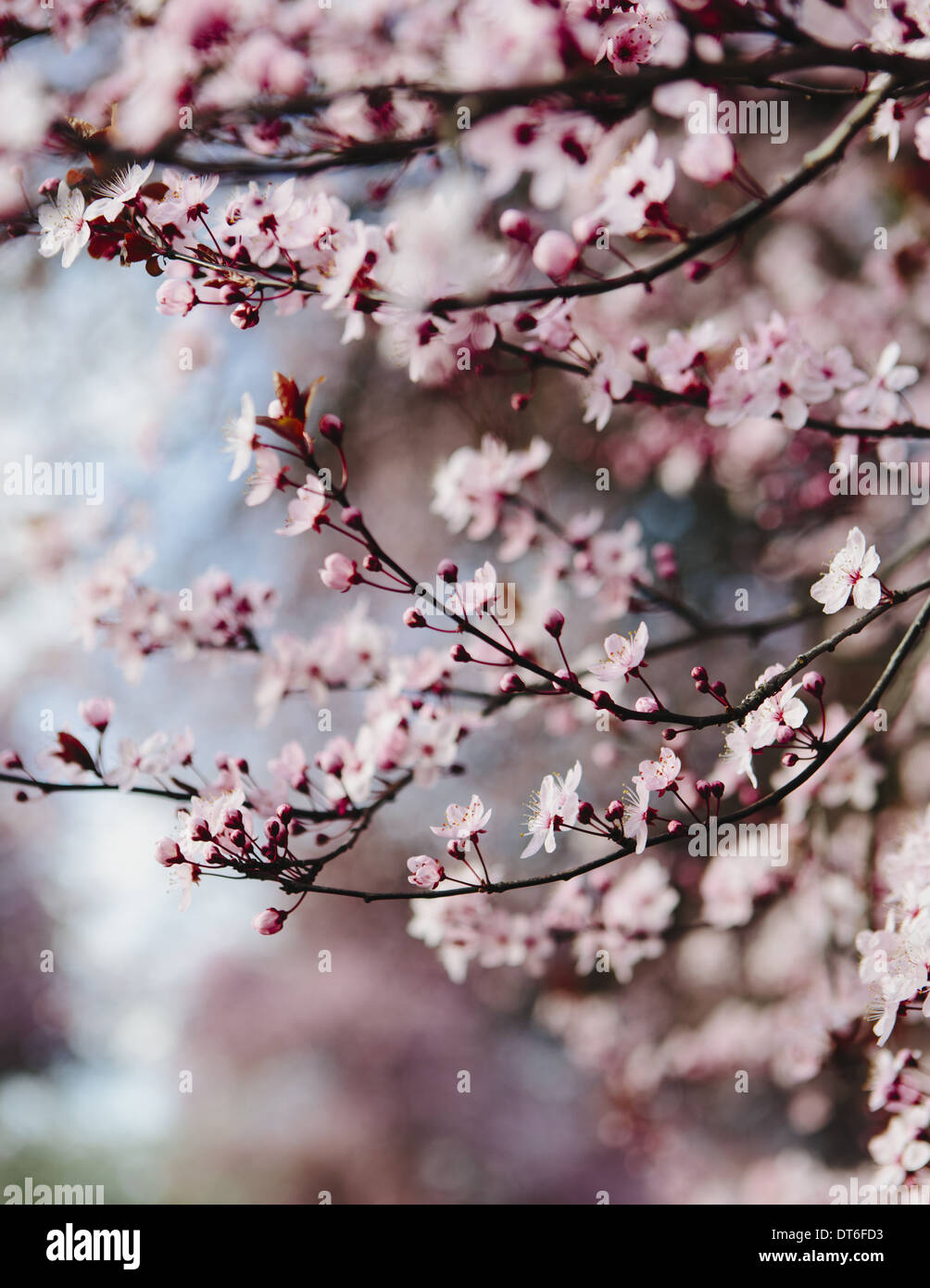 Ornamental plum tree hi-res stock photography and images - Alamy
