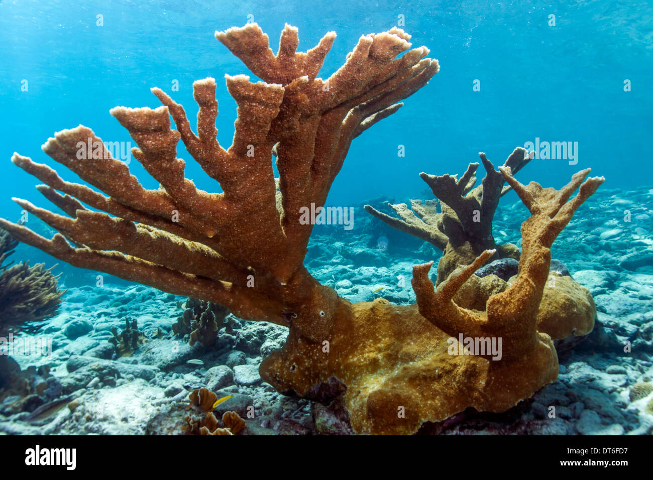 Coral reef Elkhorn coral (Acropora palmata) on coral reef in Bonaire ...