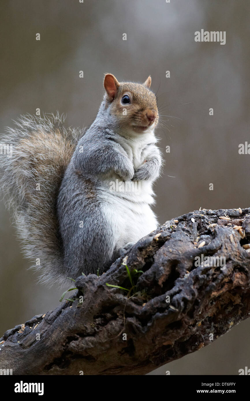 Squirrel hi-res stock photography and images - Alamy