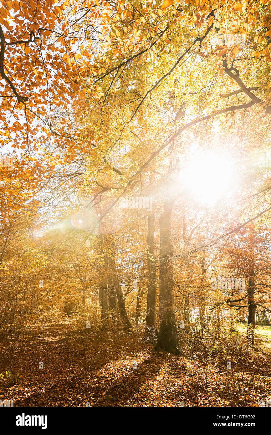 Daylight trees in autumn hi-res stock photography and images - Alamy
