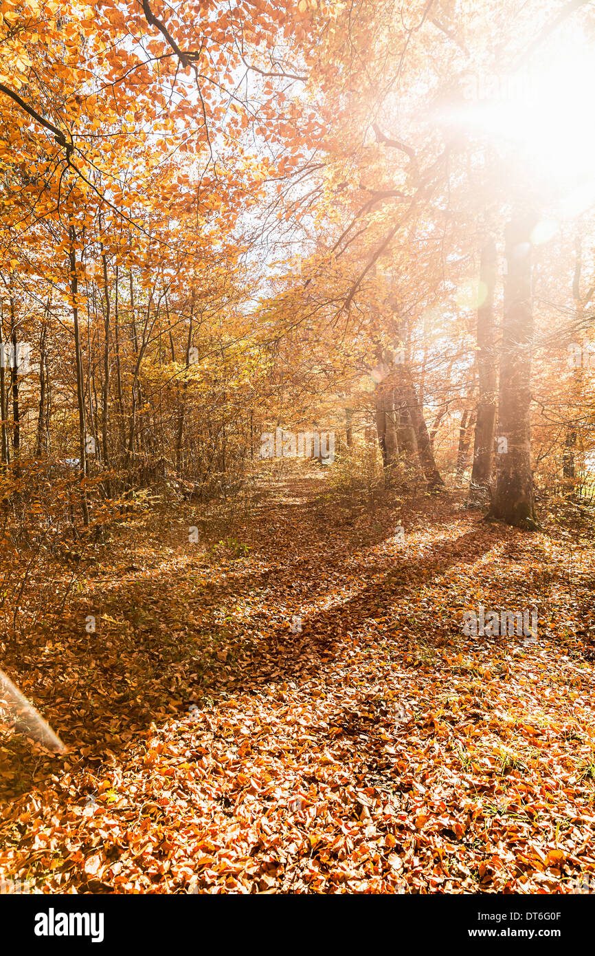 Sunlight in forests hi-res stock photography and images - Alamy