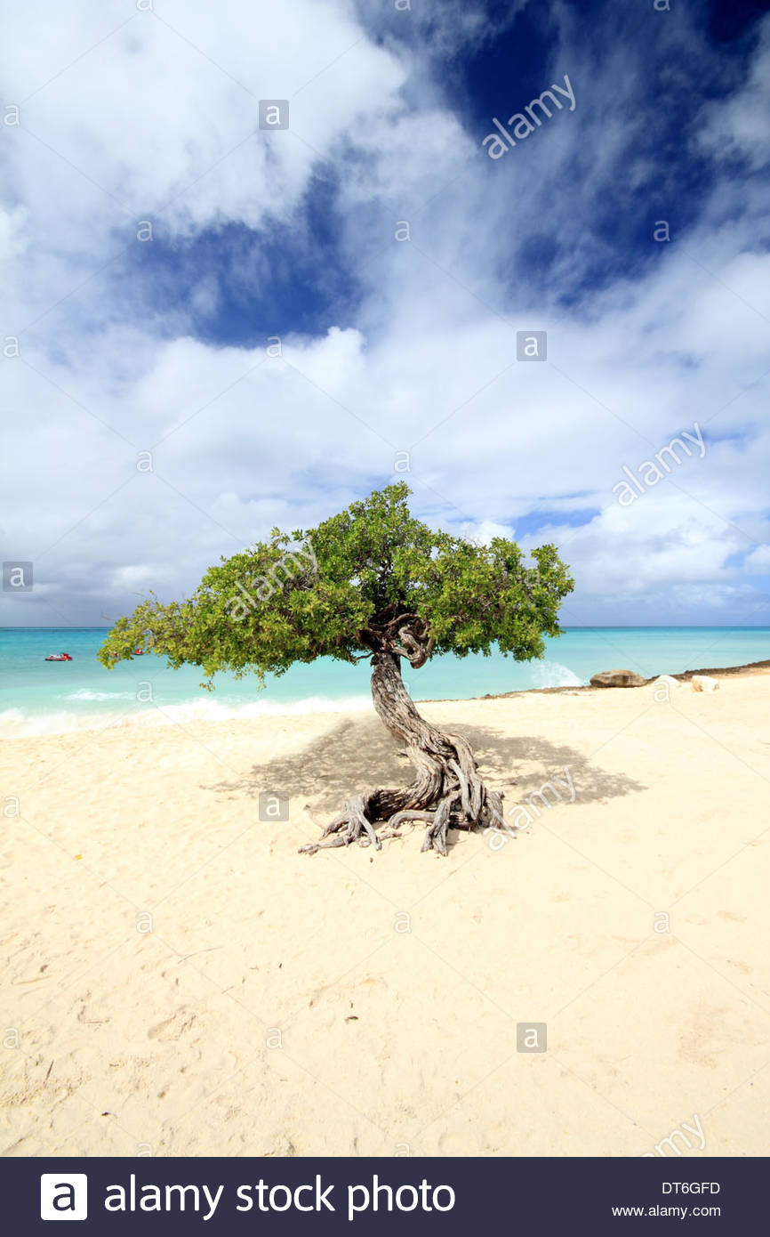 Aruba Beach Tree High Resolution Stock Photography and Images - Alamy