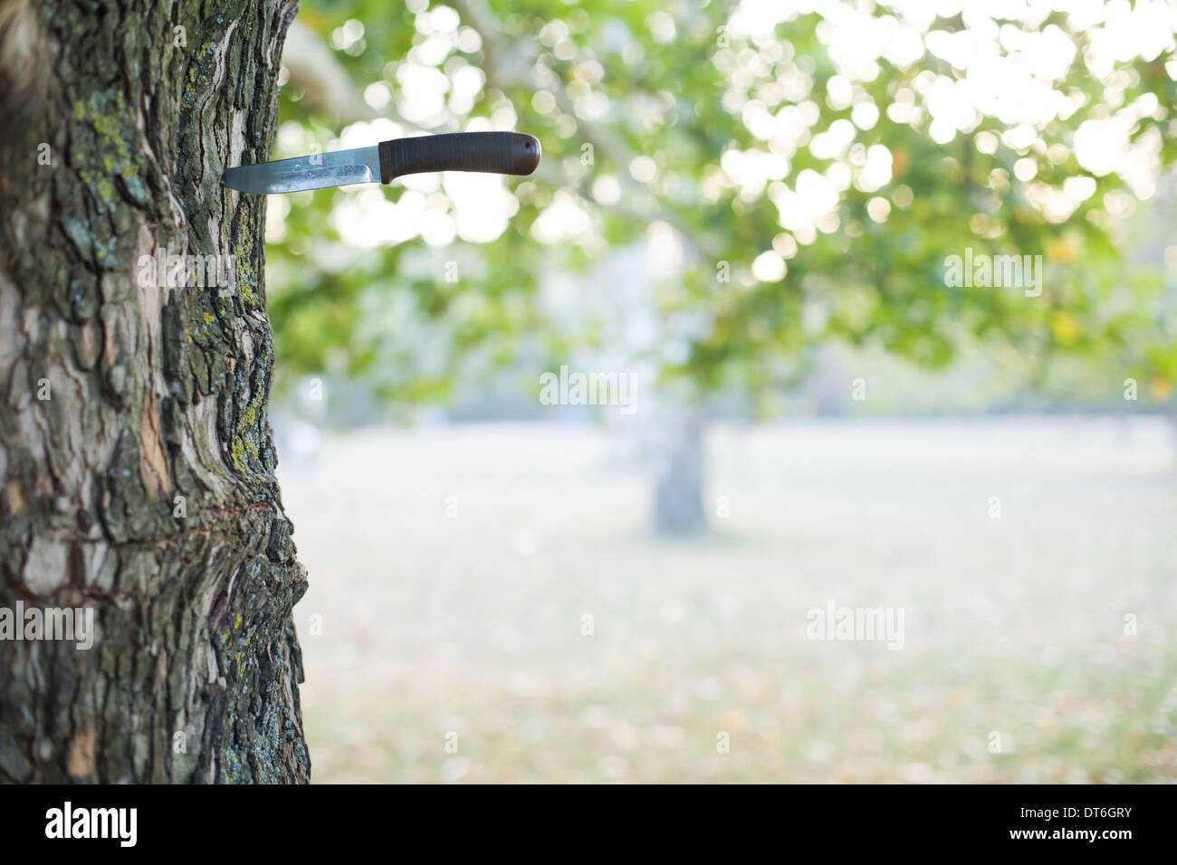Hunting knife stuck into tree Stock Photo - Alamy