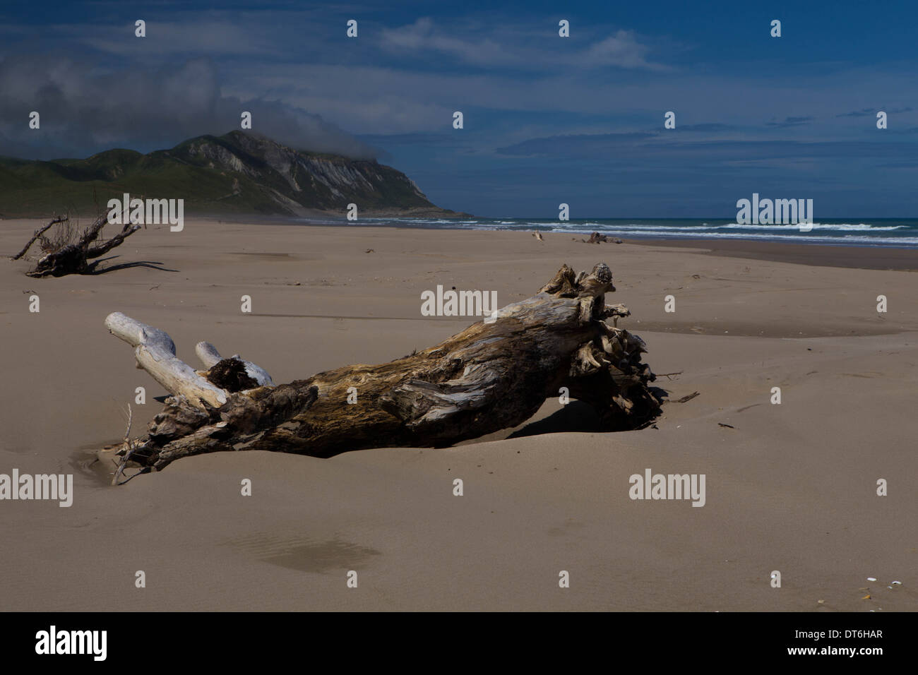 Beach tree stump hi-res stock photography and images - Alamy