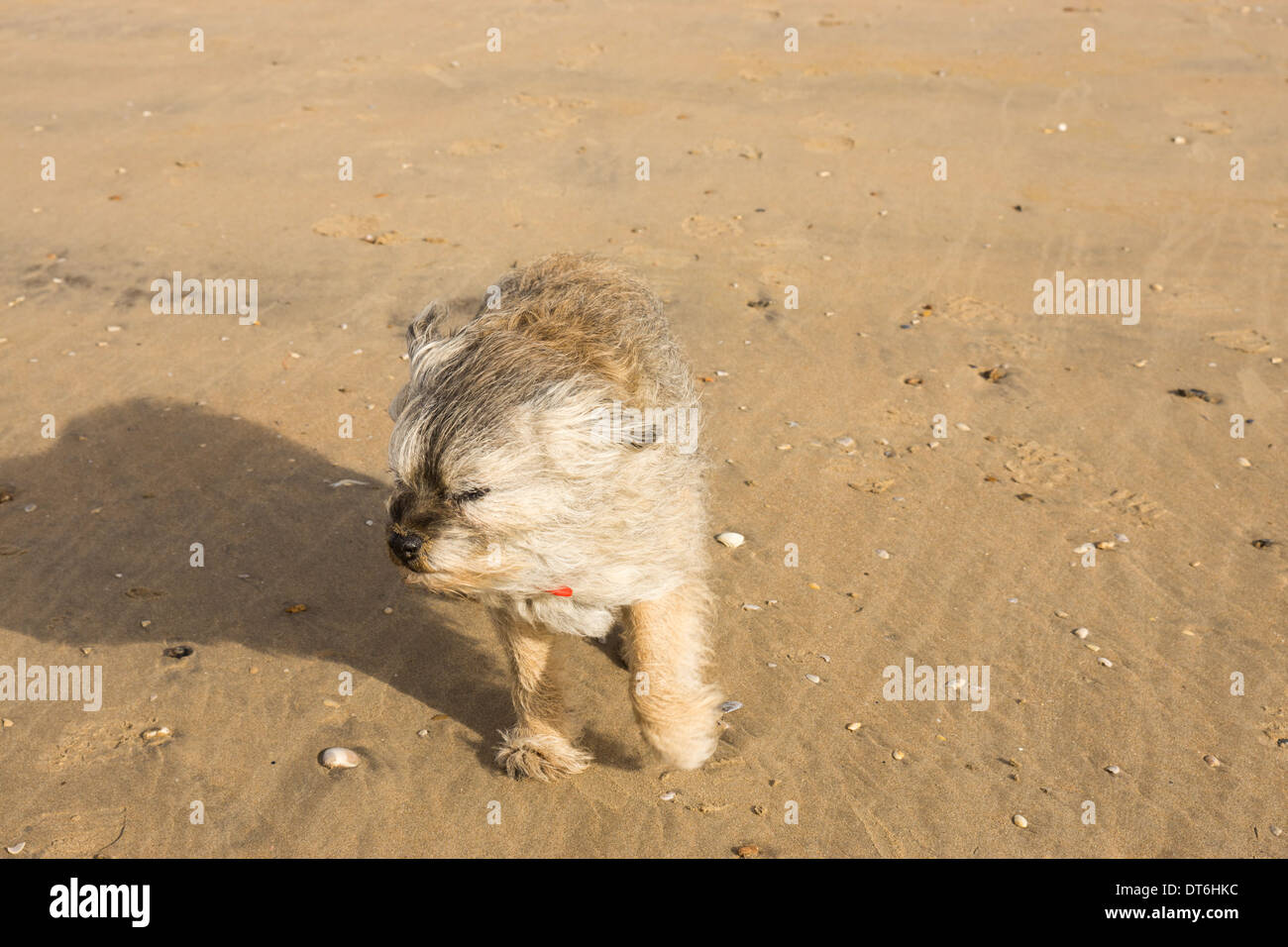 Border terrier domesticated dog pet sand storm Stock Photo - Alamy