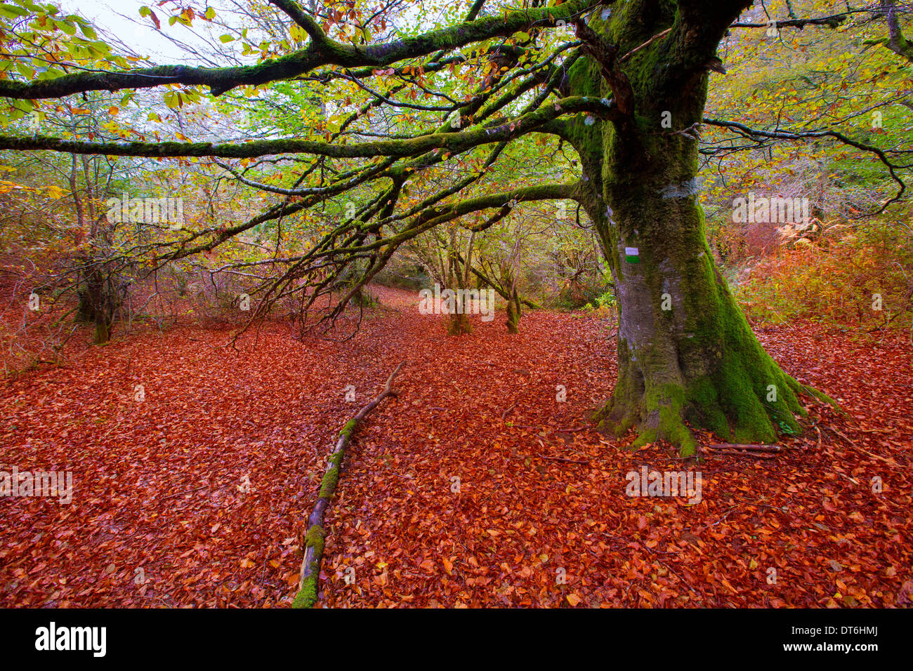 Trees in irati forest navarra hi-res stock photography and images - Alamy