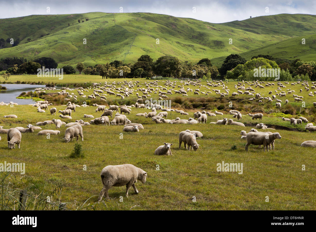 Sheep grazing in sunlight hi-res stock photography and images - Alamy