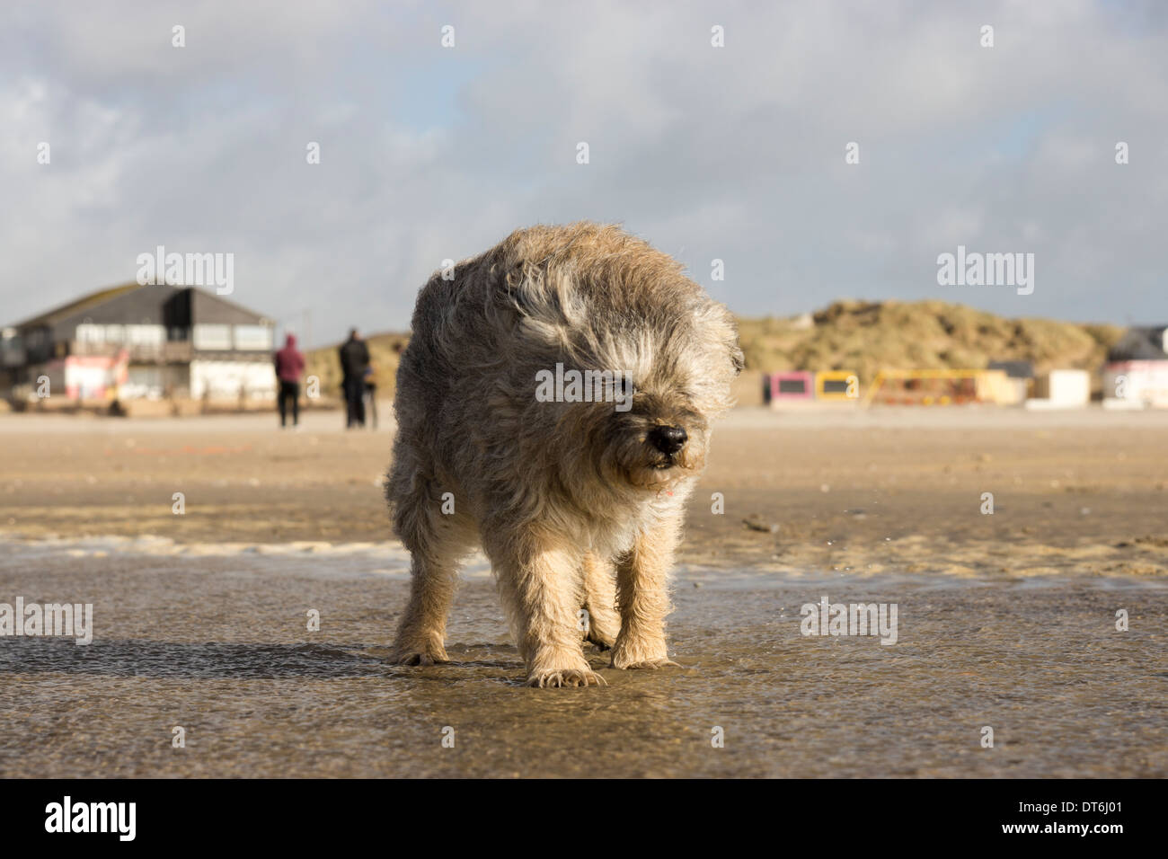 Border terrier domesticated dog pet sand storm Stock Photo - Alamy
