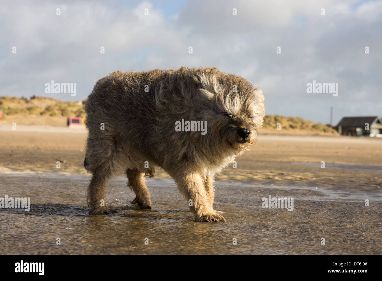 Border terrier camber sands storm windy stormy Stock Photo - Alamy