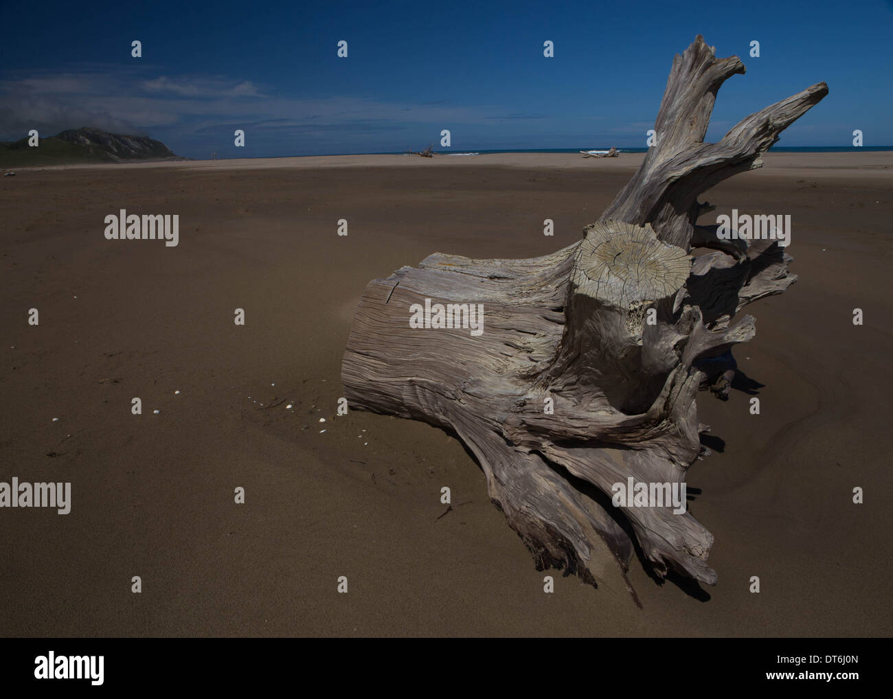 Washed up old tree root on a beach near Herbertville, New Zealand Stock ...