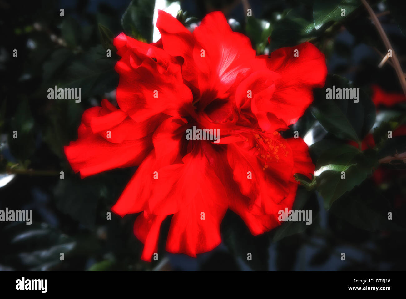 Red hibiscus bush hi-res stock photography and images - Alamy