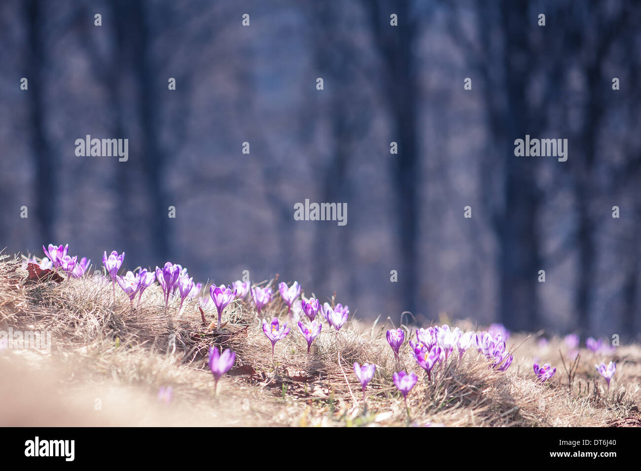 Forest mountain landscapes hi-res stock photography and images - Alamy