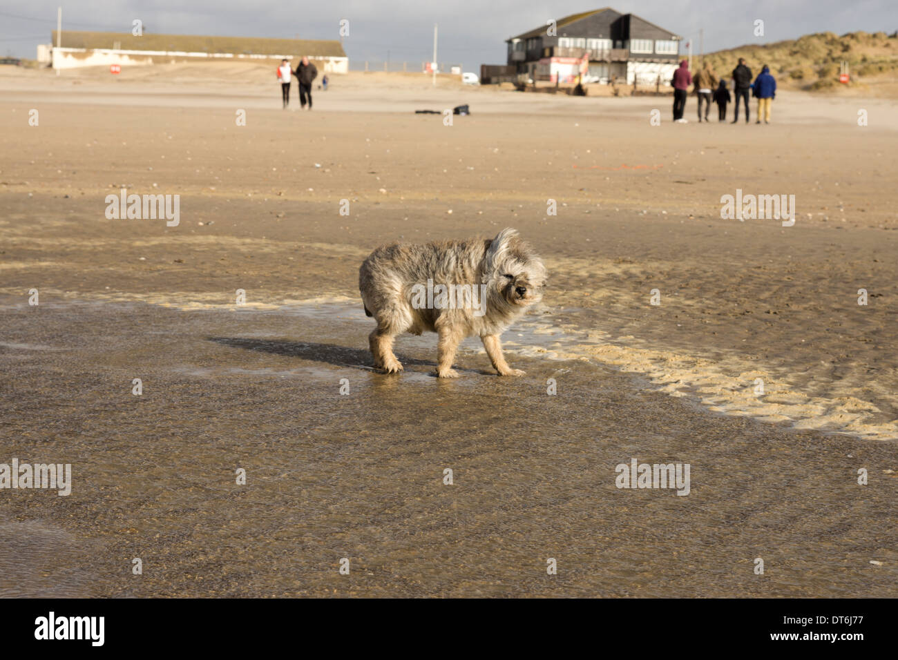 Border terrier domesticated dog pet sand storm Stock Photo - Alamy