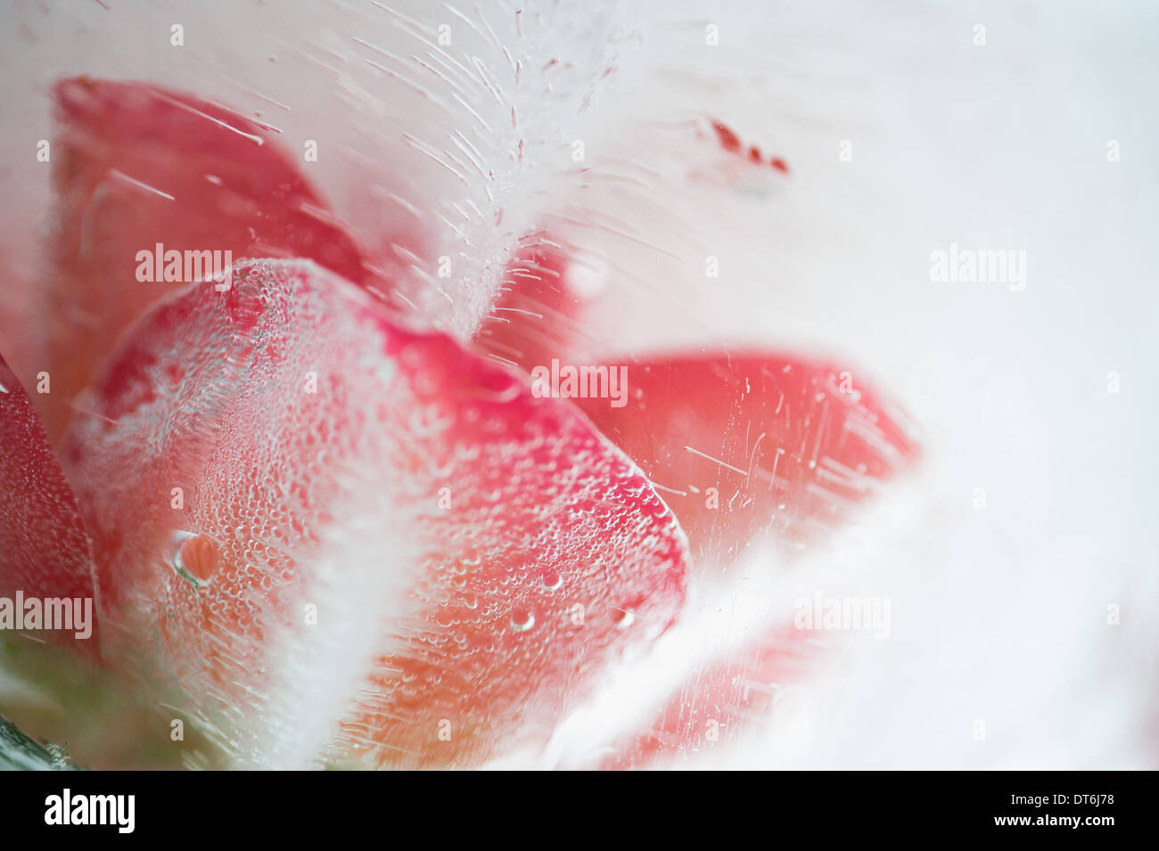 pink rose frozen in a block of ice Stock Photo - Alamy