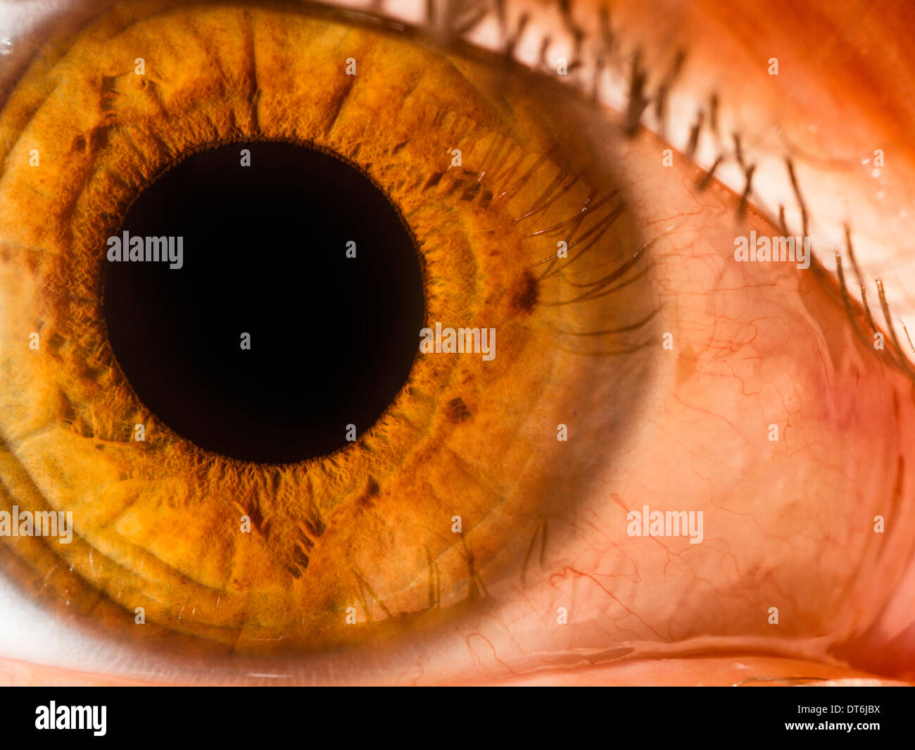 Human Evolution Darwin High Resolution Stock Photography and Images - Alamy