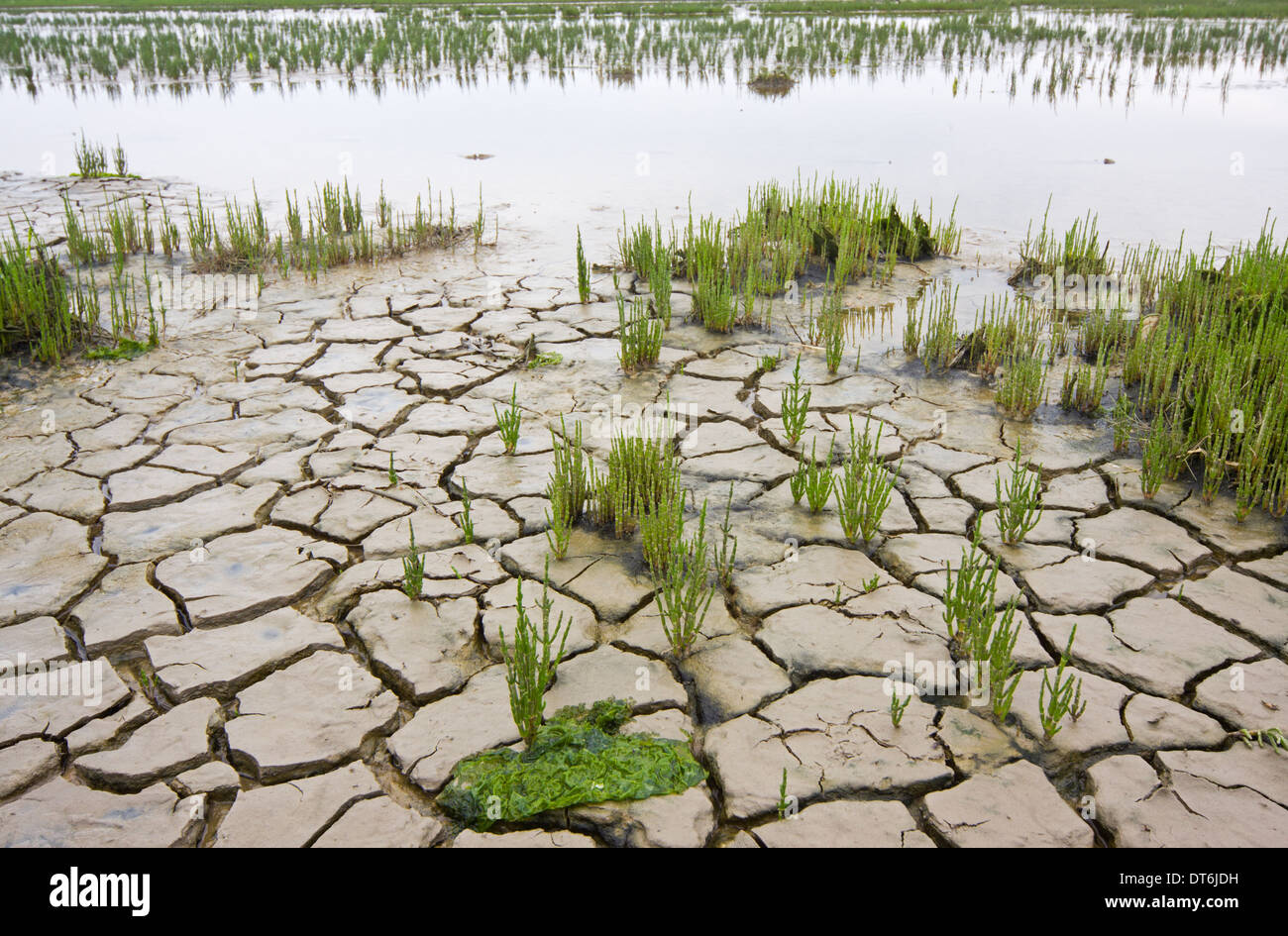 Cracked salt hi-res stock photography and images - Alamy