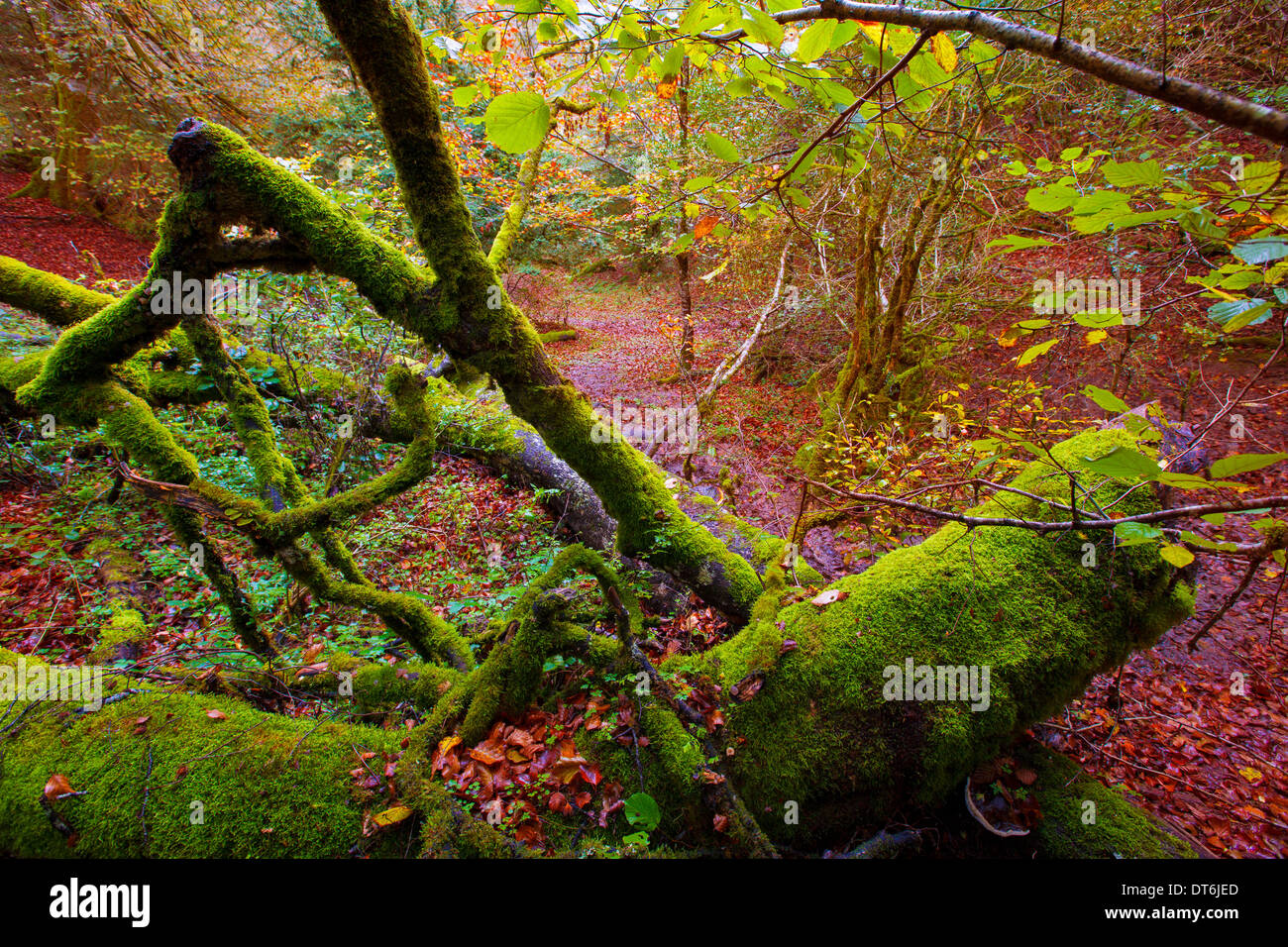 Autumn Selva de Irati fall beech jungle in Navarra Pyrenees of Spain ...