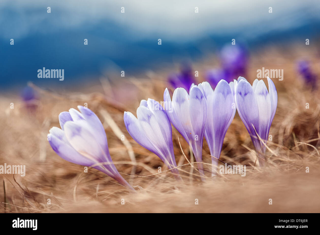 spring flower crocus close up Stock Photo - Alamy