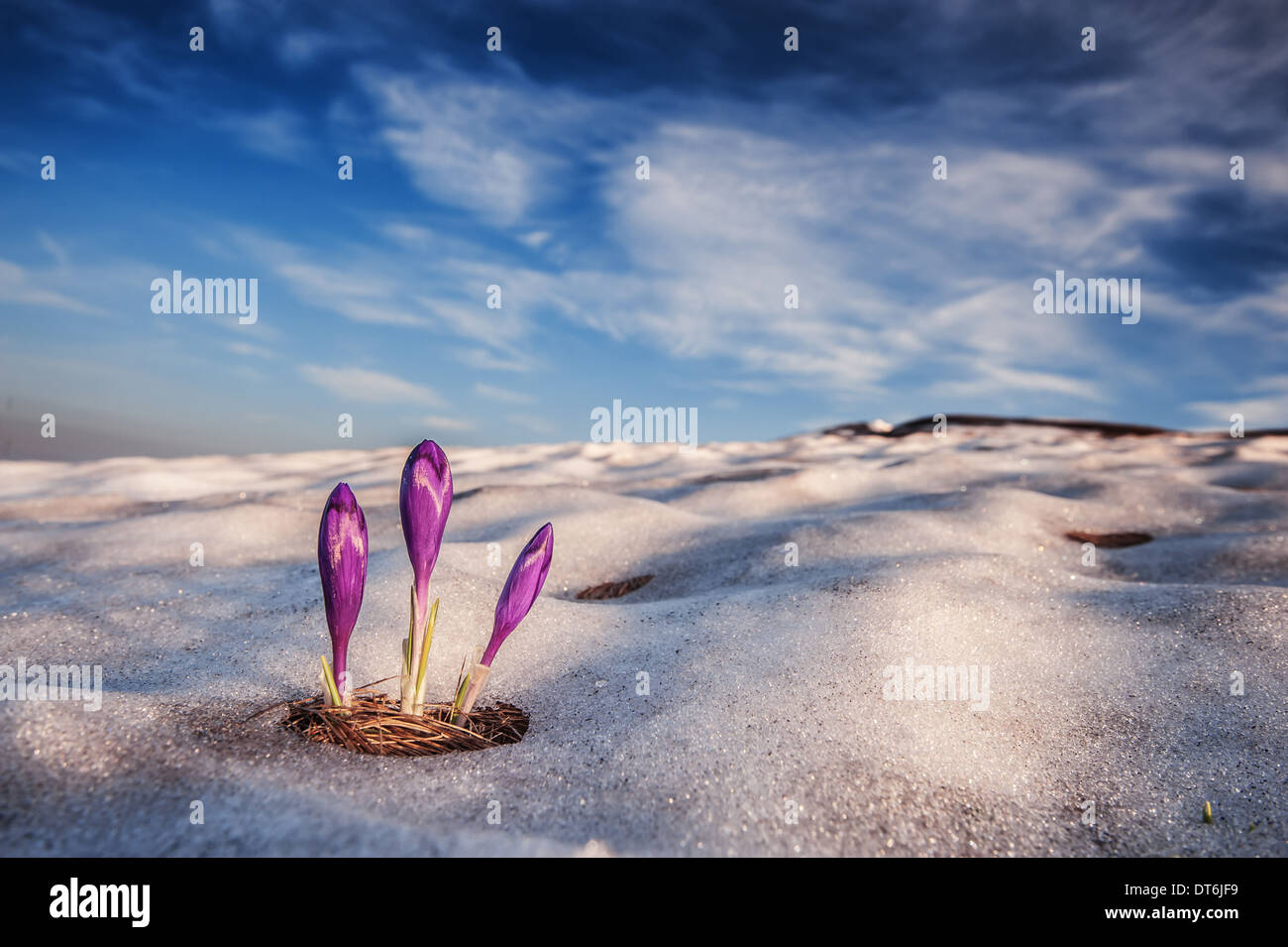 spring flower crocus close up Stock Photo - Alamy