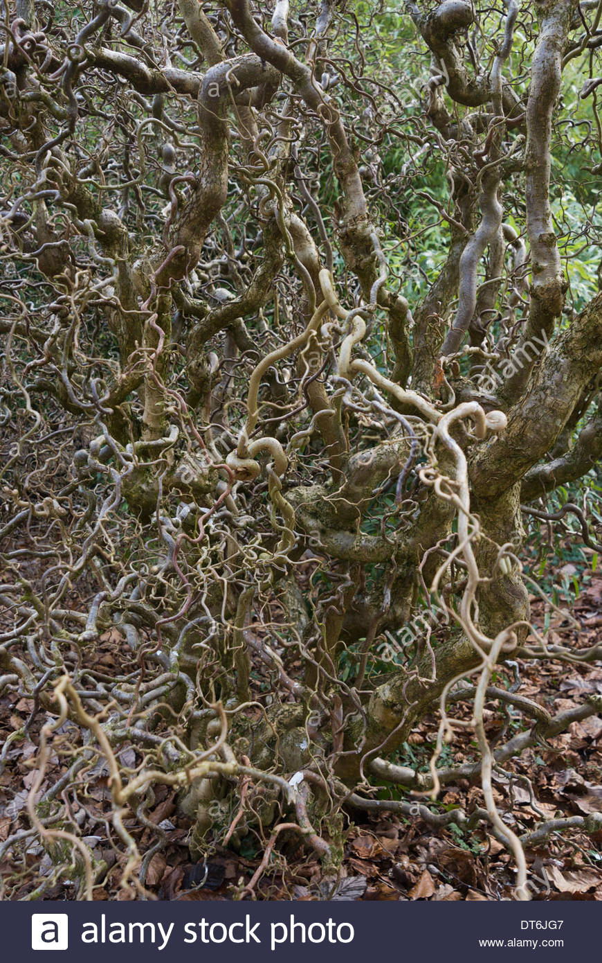 Twisted Hazel Stock Photos & Twisted Hazel Stock Images - Alamy