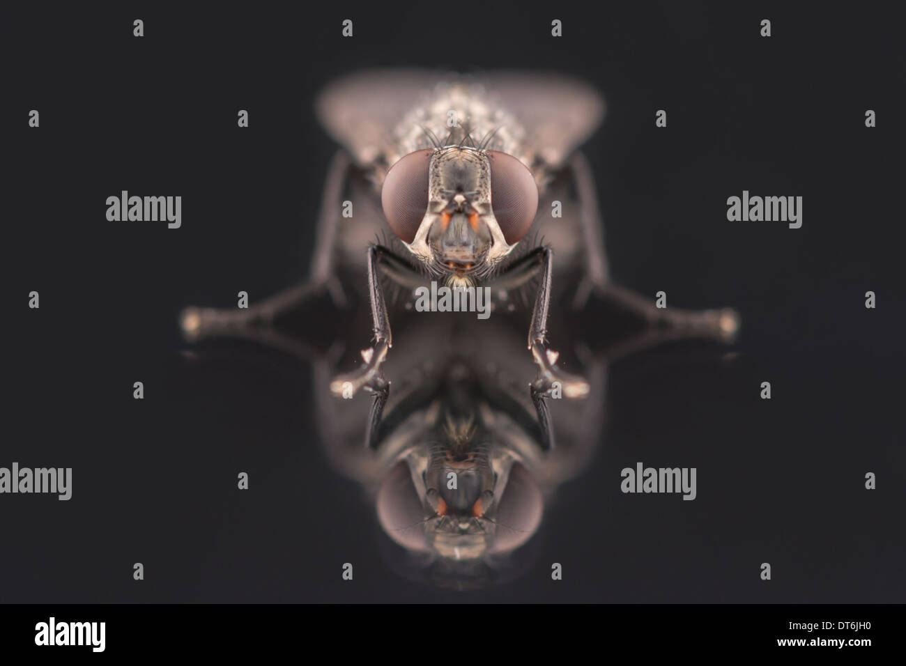 Fly grey hi-res stock photography and images - Alamy