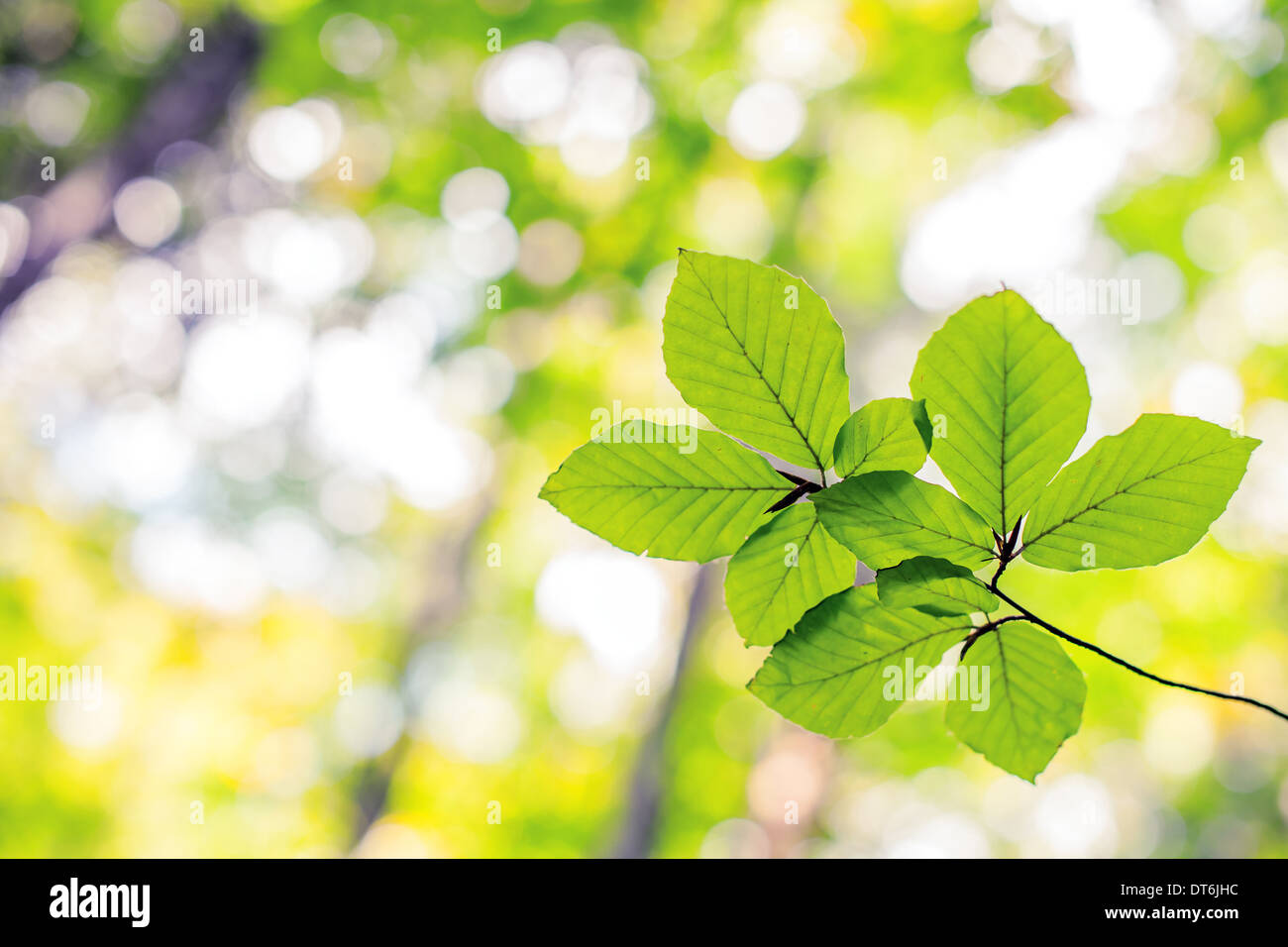 new leaf and sun ray Stock Photo - Alamy