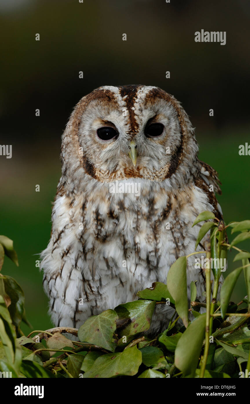 tawny owl strix aluco Stock Photo - Alamy