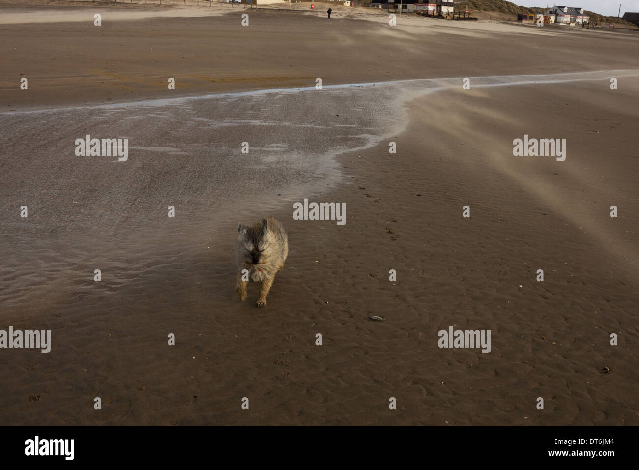 Sand nose hi-res stock photography and images - Alamy