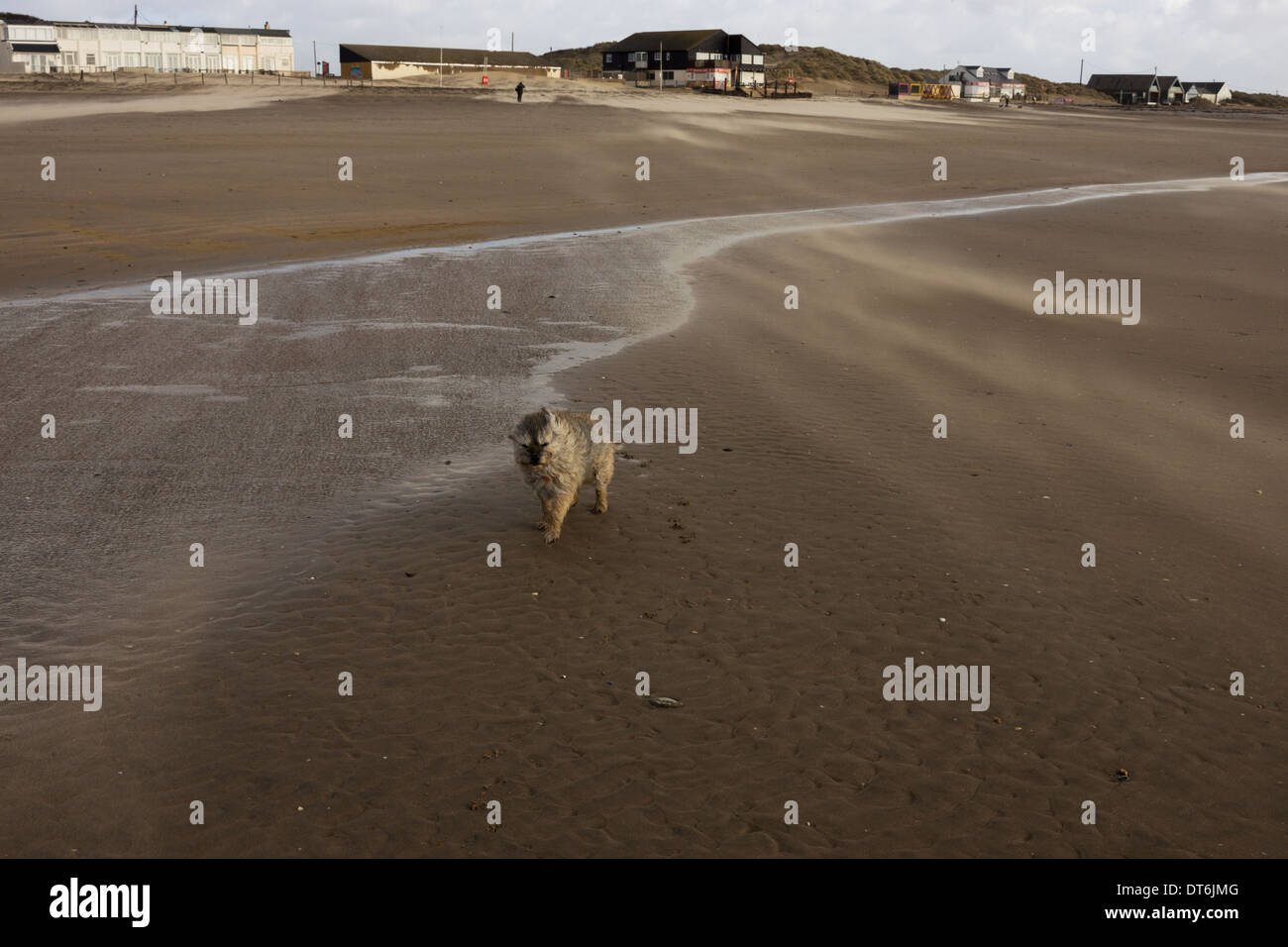 Border terrier domesticated dog pet sand storm Stock Photo - Alamy