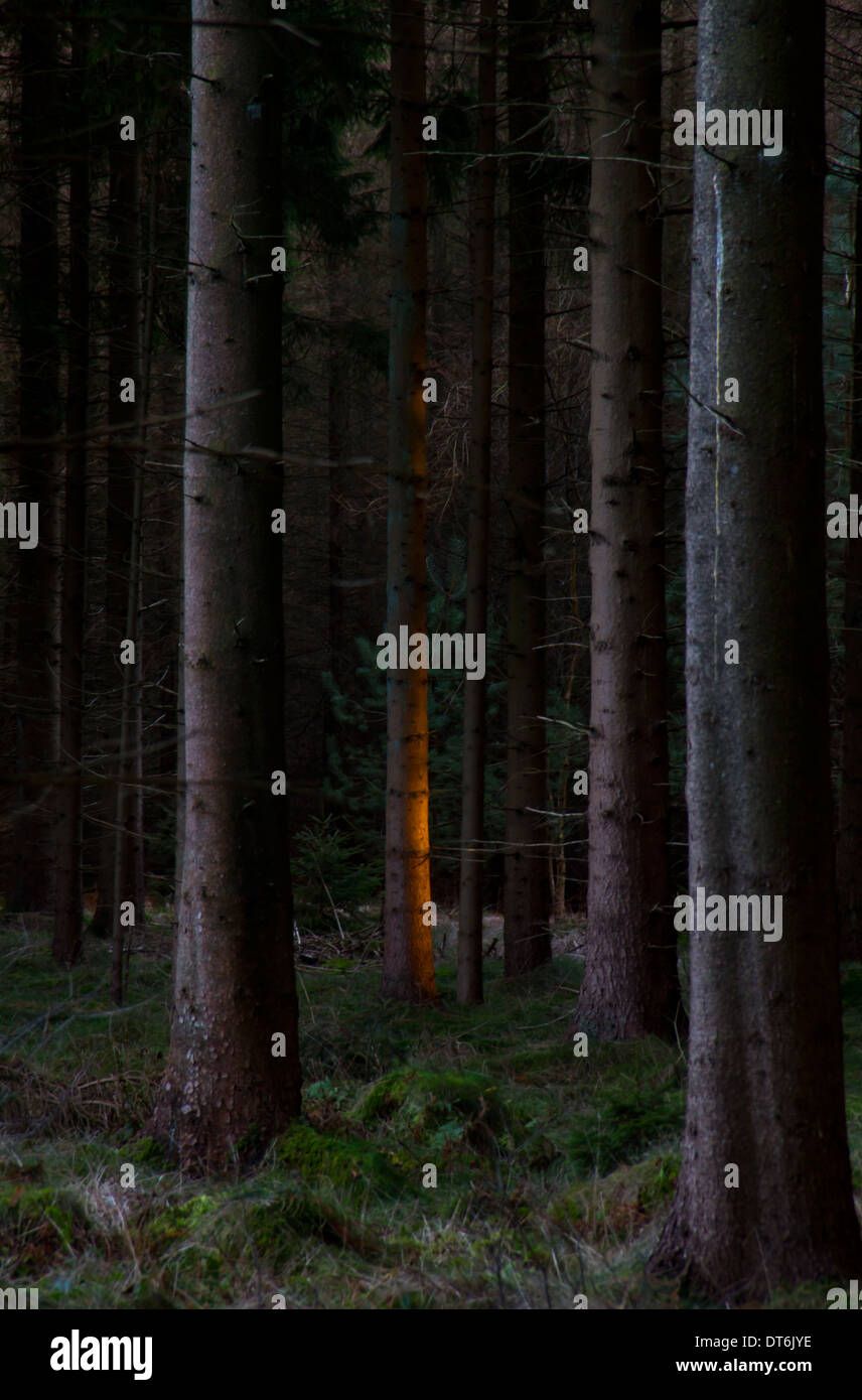 Dark stem hi-res stock photography and images - Alamy