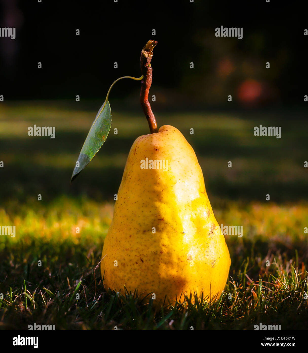 Pear texture hi-res stock photography and images - Alamy