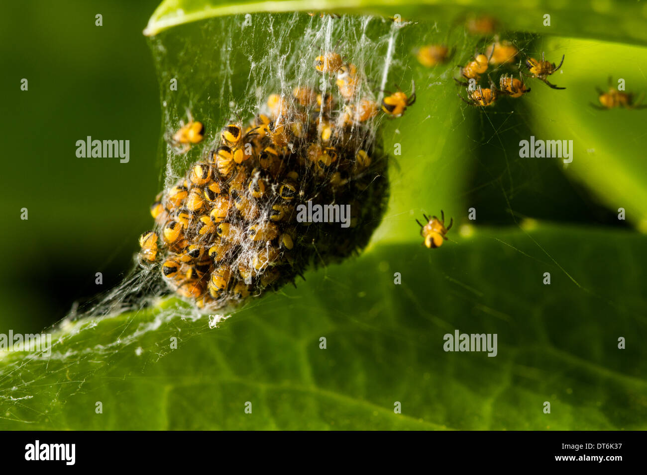 A nest of European garden spiders Stock Photo - Alamy
