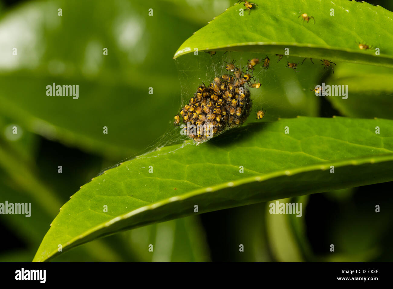 A nest of European garden spiders Stock Photo - Alamy
