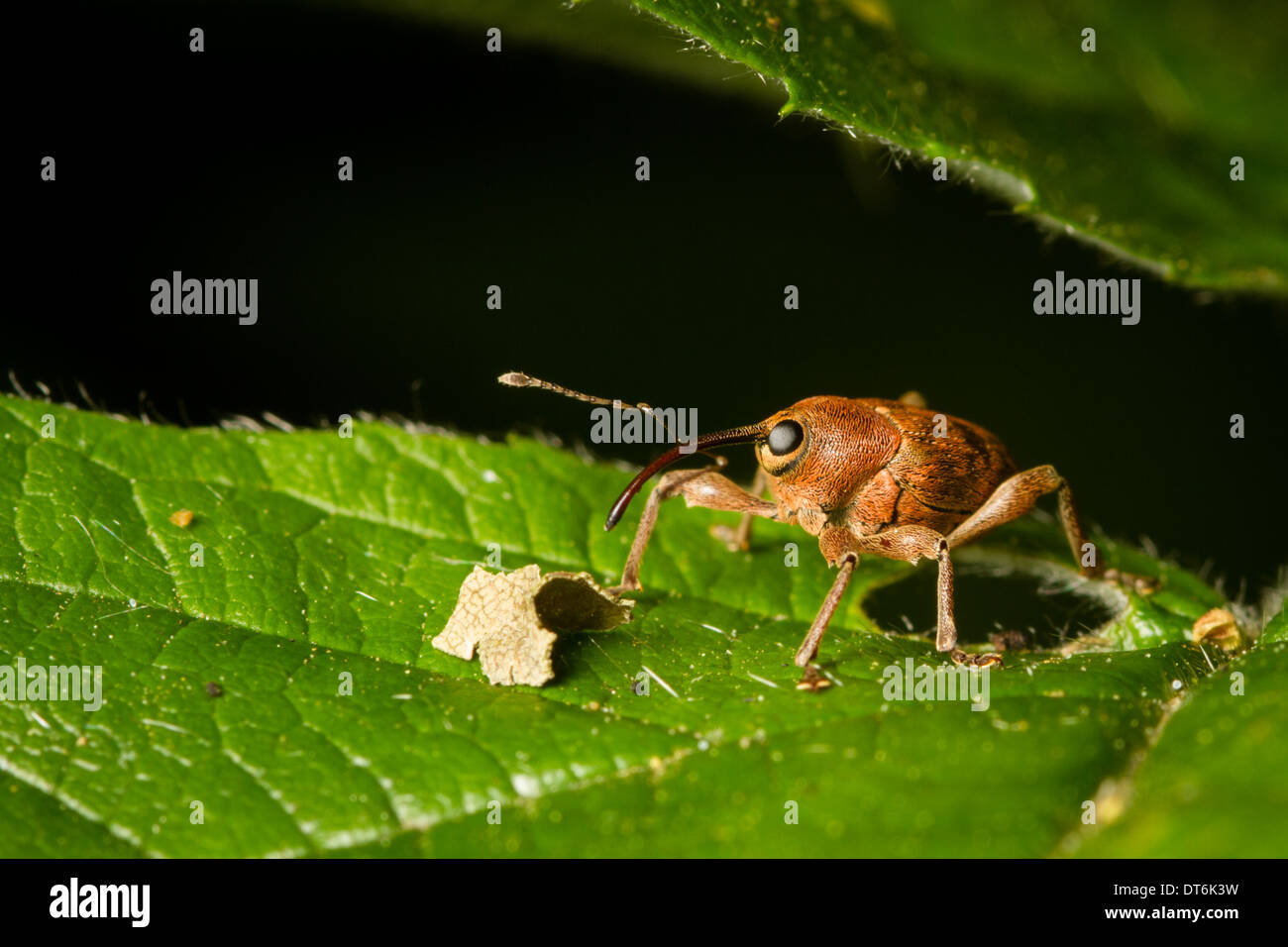 Curculio nucum hi-res stock photography and images - Alamy
