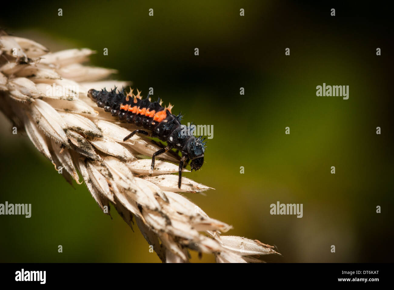 Ladybird nymph on long grass Stock Photo - Alamy