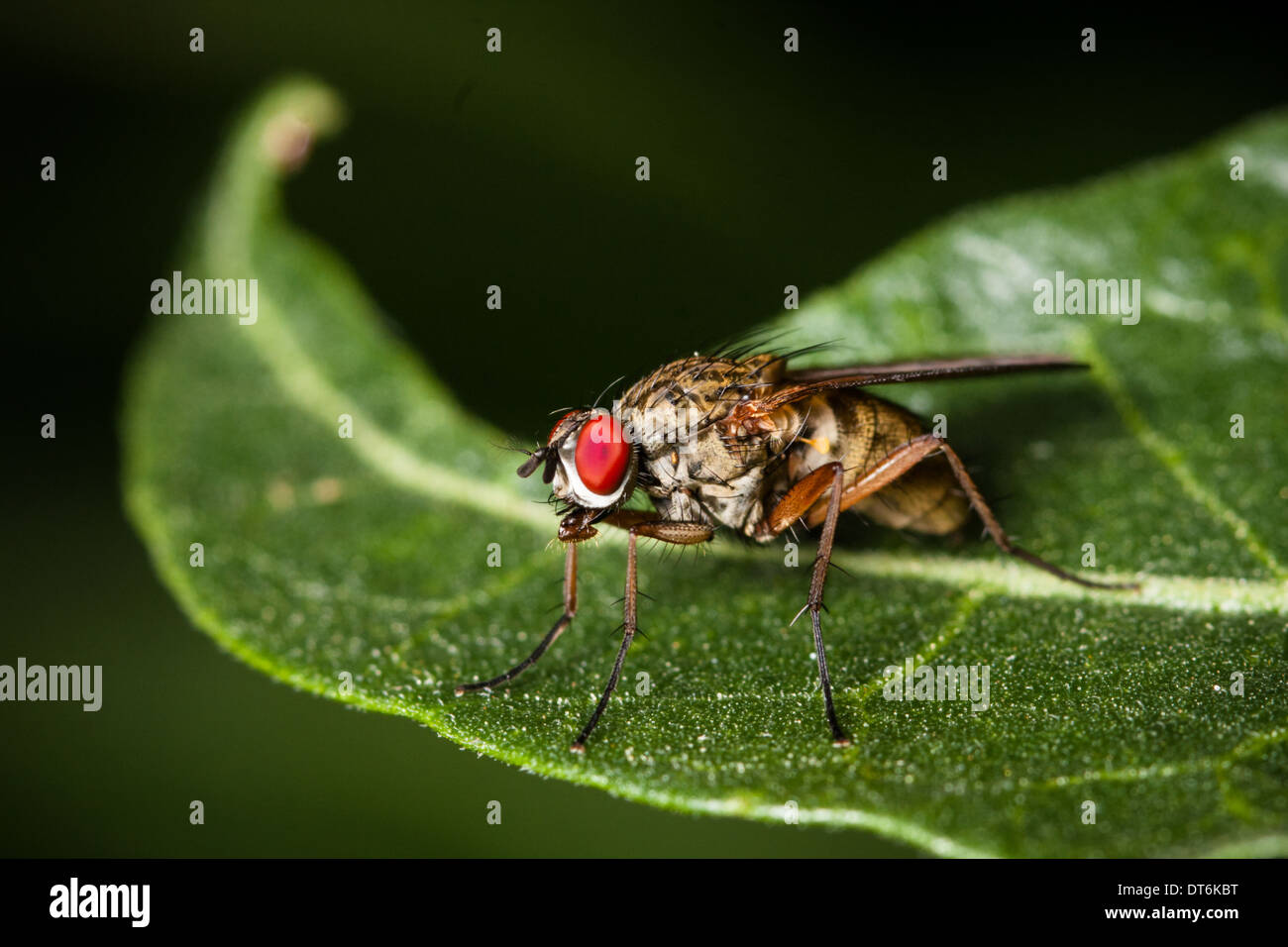 British fly with red eyes Stock Photo - Alamy