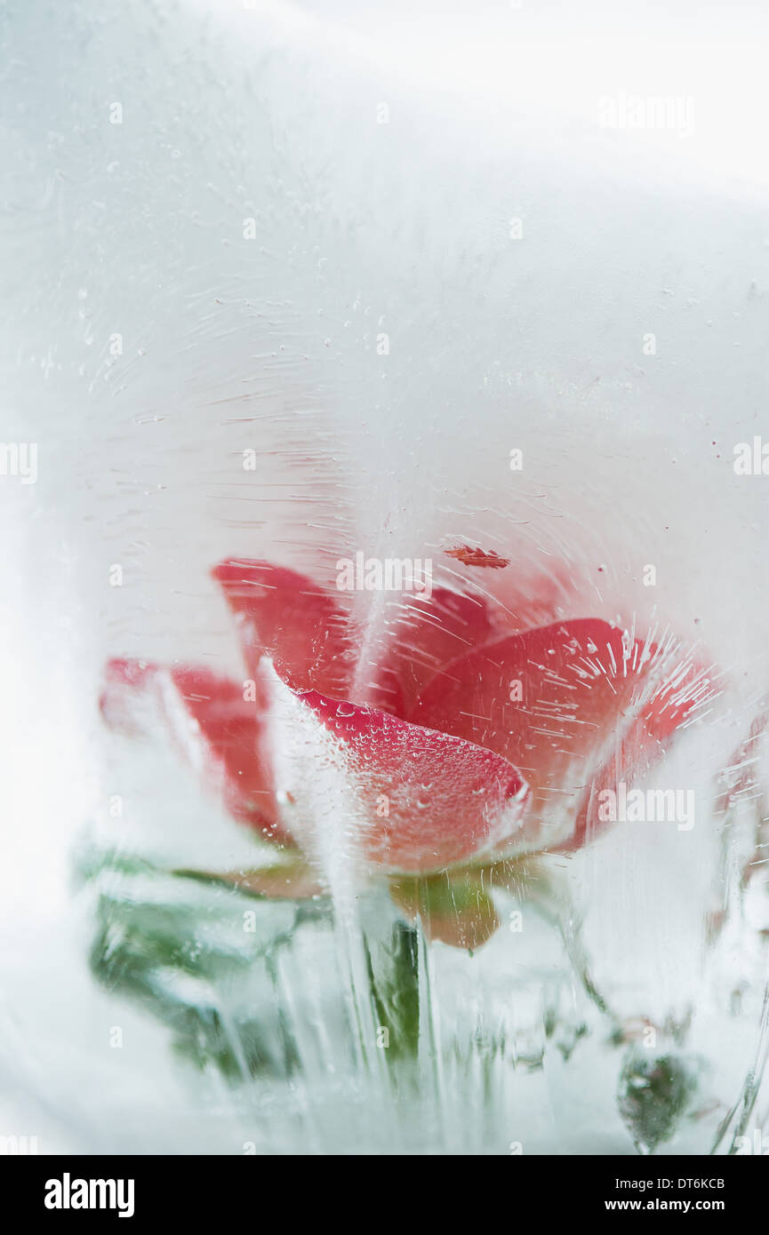 pink rose frozen in a block of ice Stock Photo - Alamy