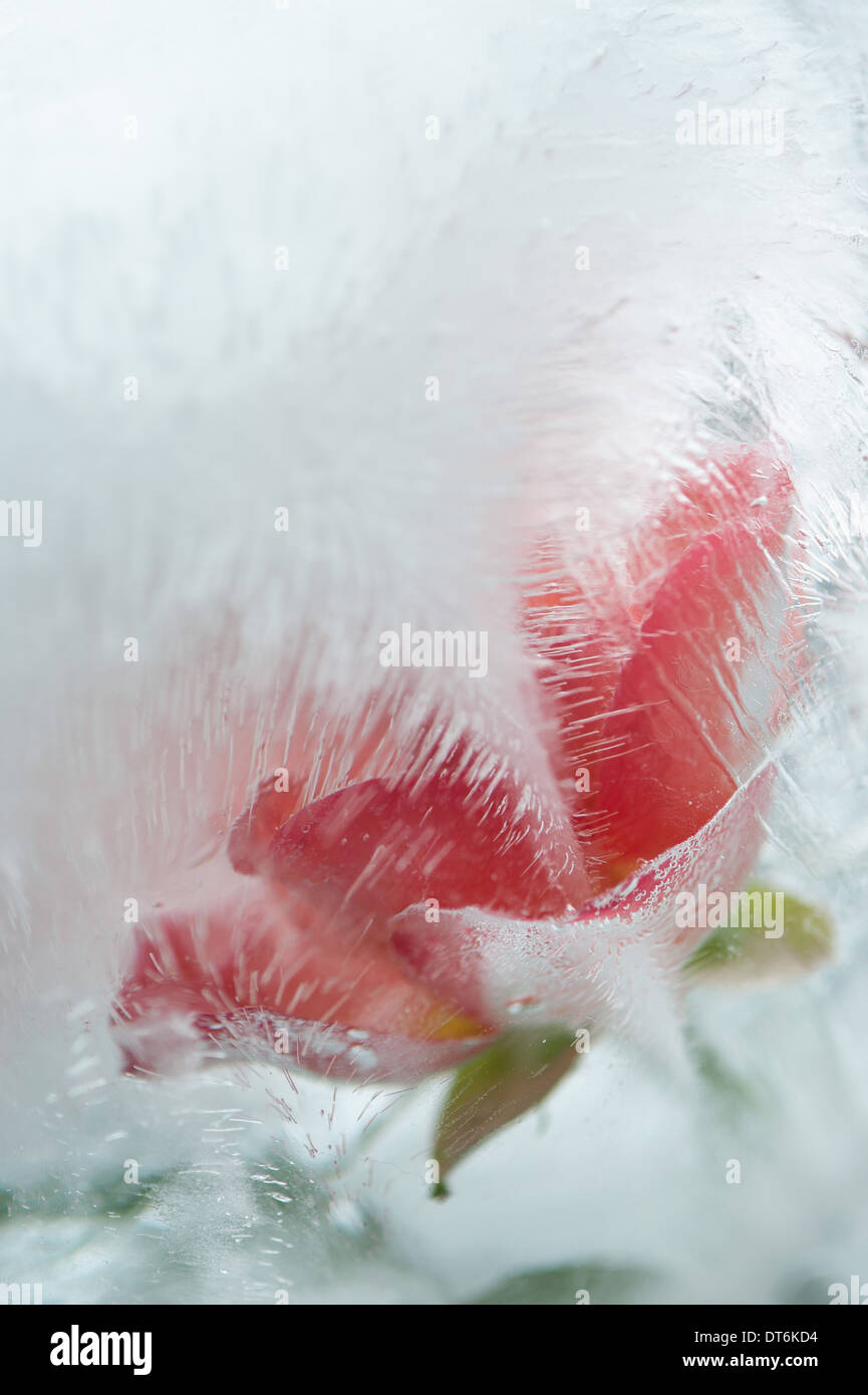 pink rose frozen in a block of ice Stock Photo - Alamy