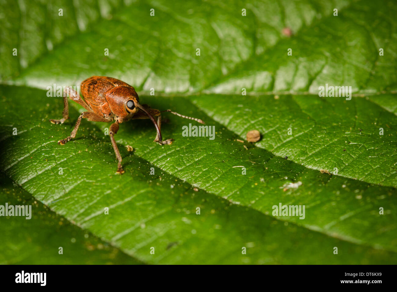 Nut weevil (Curculio nucum Stock Photo - Alamy