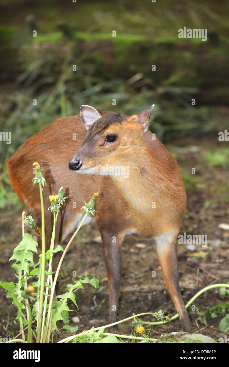Reeve's Muntjak or Reeve's barking deer (Muntjacus reevesi) female ...