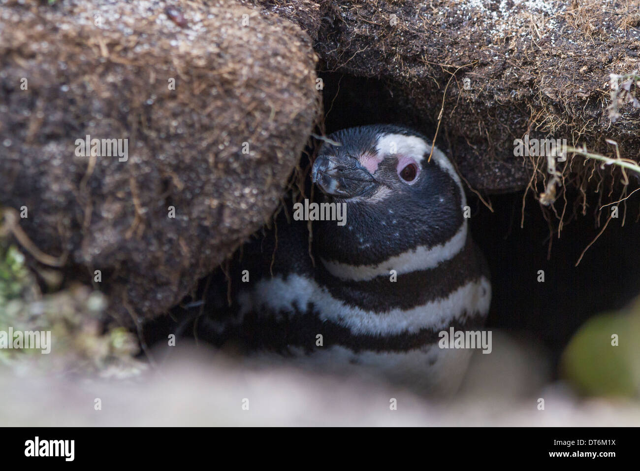 a magellanic penguin peering out of its burrow Stock Photo - Alamy