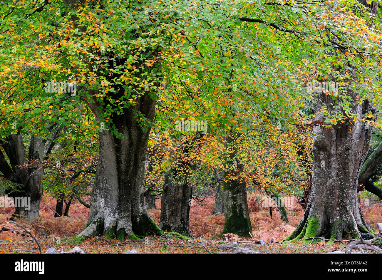 A view of ancient beech trees at Mark Ash wood in the New Forest ...