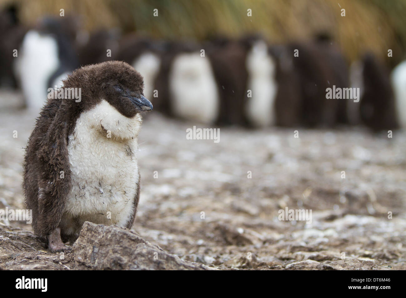 Rockhopper chick hi-res stock photography and images - Alamy
