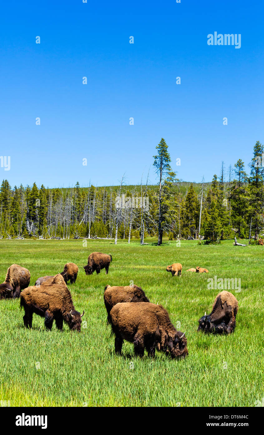 Yellowstone national park bison hi-res stock photography and images - Alamy