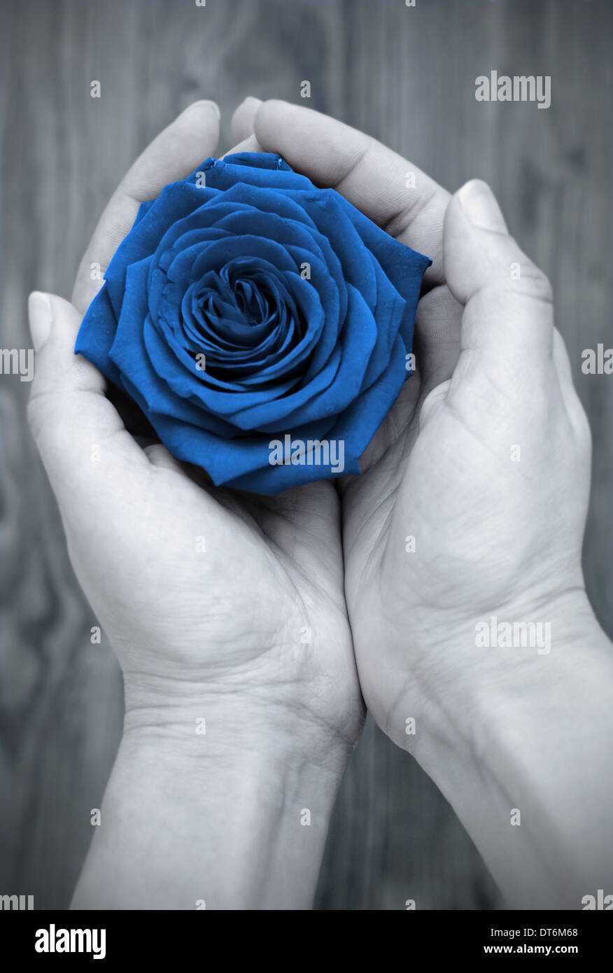 Rose hands love hi-res stock photography and images - Alamy