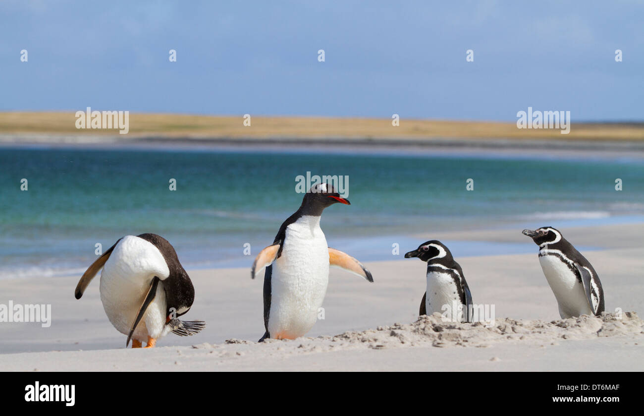 two of each at the sea edge on Bleaker Island Stock Photo - Alamy