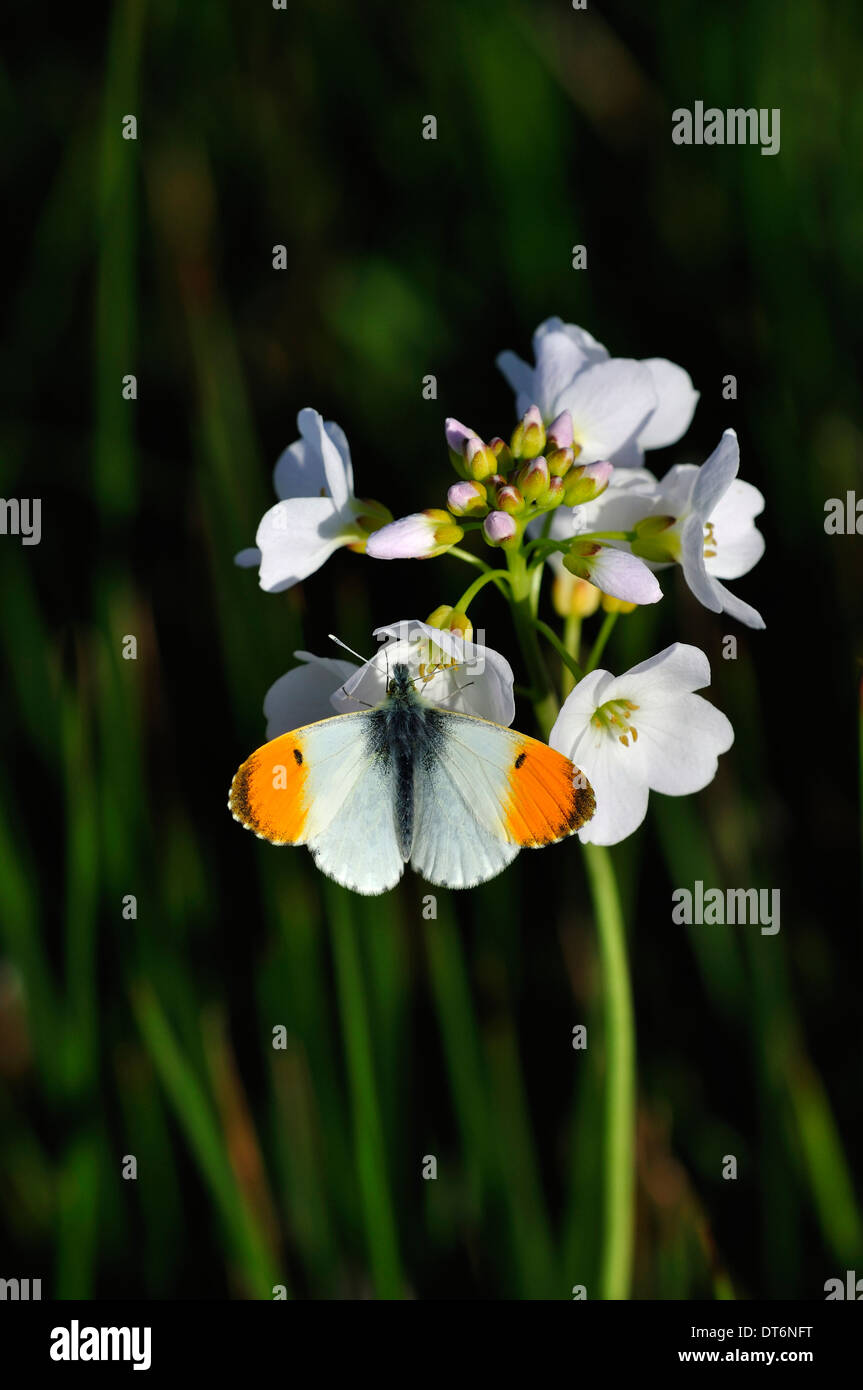 Orange tip butterfly hi-res stock photography and images - Alamy